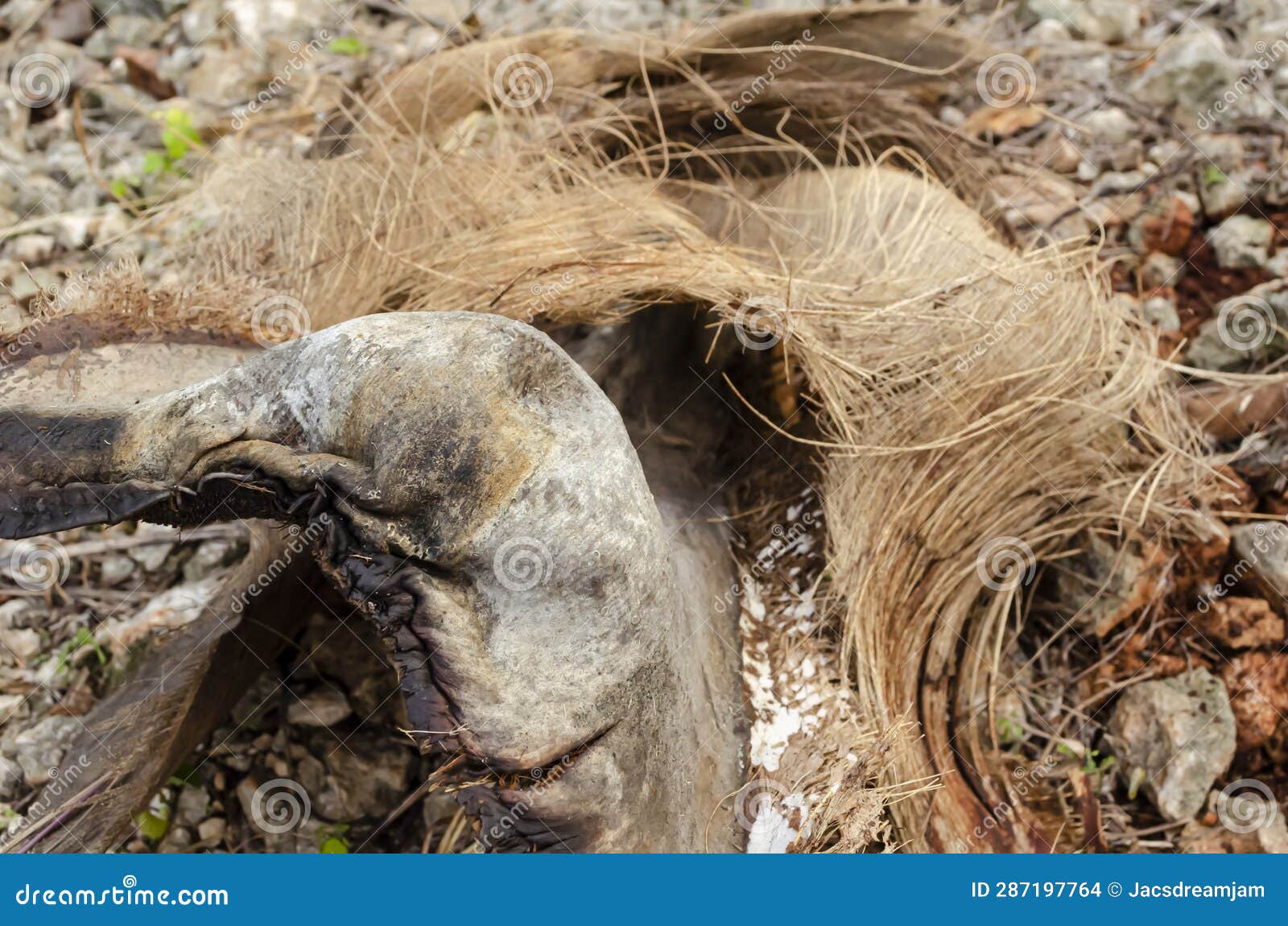 Coconut Palm Leaf Base and Sheath Stock Photo - Image of fibrous, rock ...