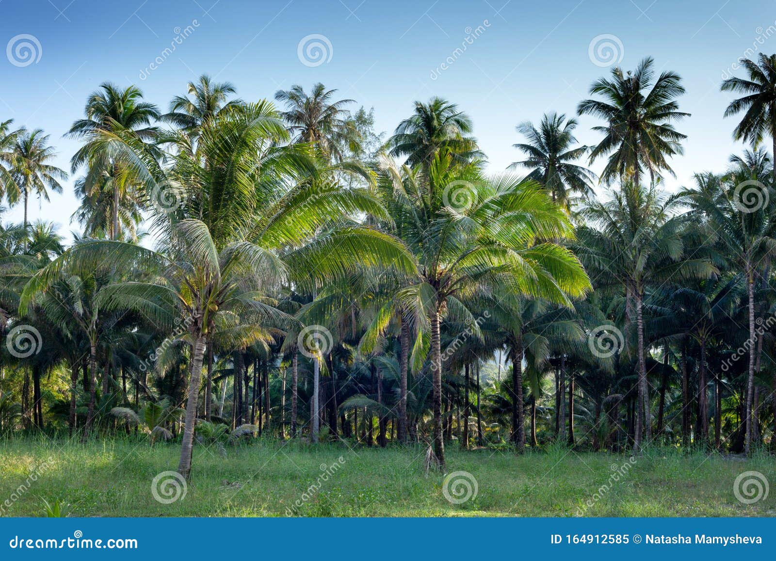 Coconut Palm Forest Stock Photos - Download 19,871 Royalty Free Photos