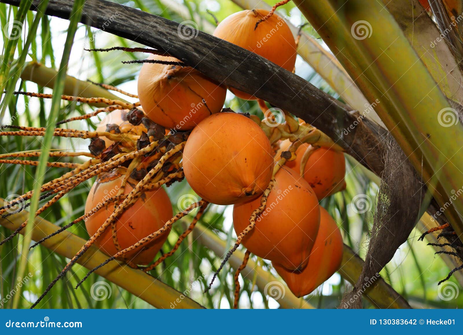 Coconut palm with fruits stock photo. Image of coconut - 130383642