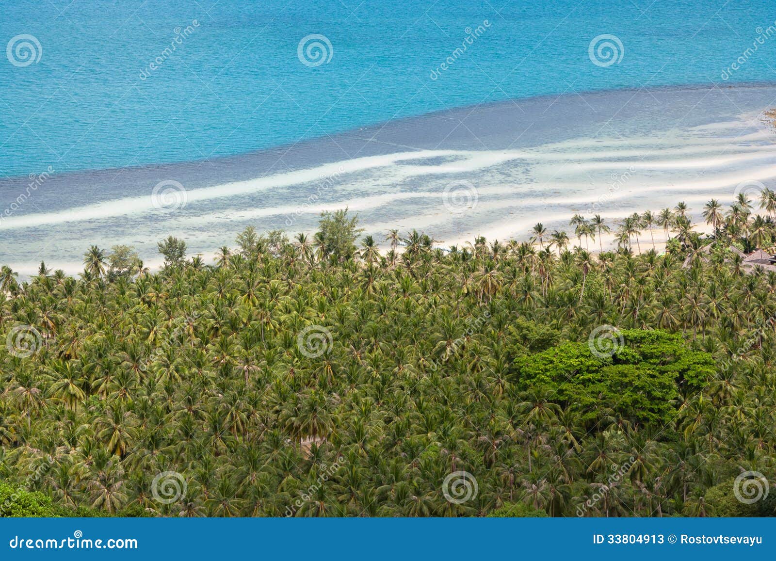 Coconut Palm Grove on the Beach, Top View Stock Image - Image of ...