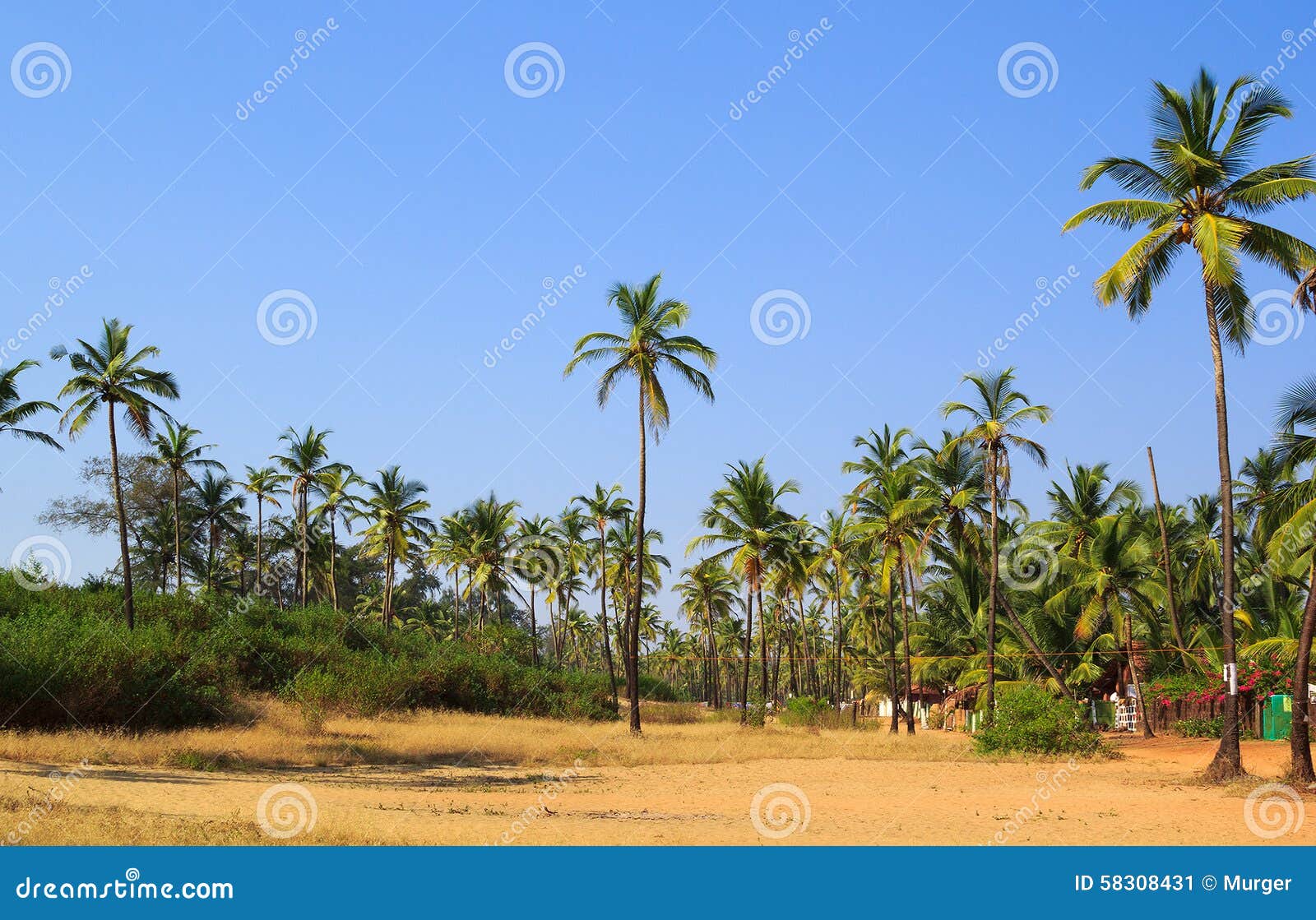 Coconut Palm Grove in Goa, India Stock Image - Image of forest, coconut ...