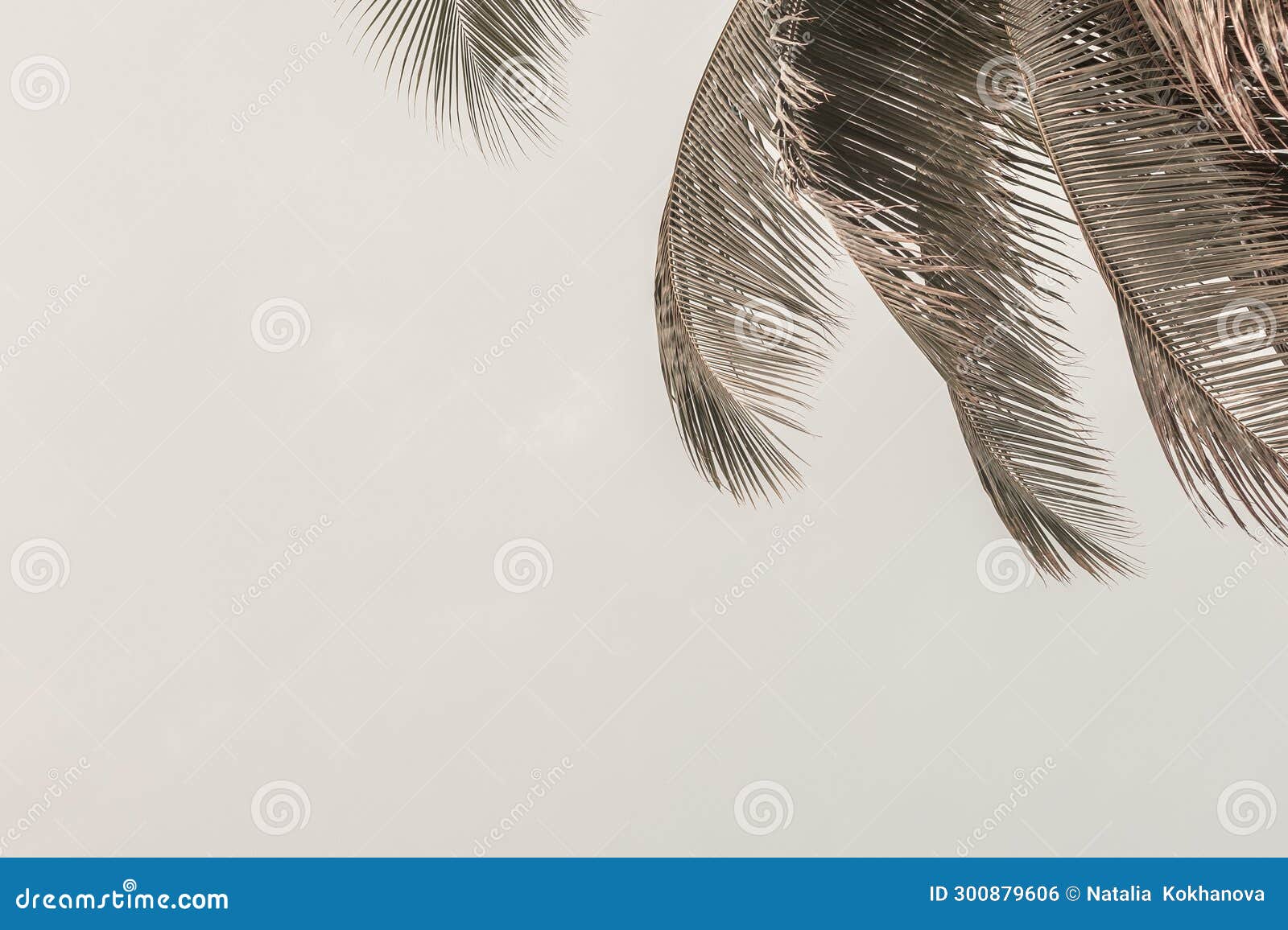 Coconut Palm Leaves on a Neutral Background. Template with Place for ...