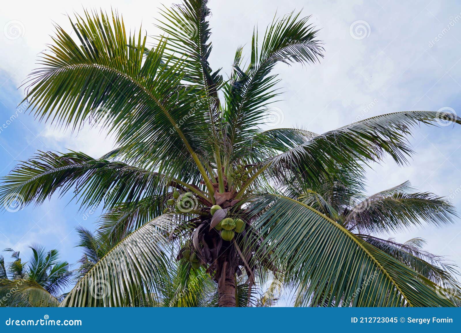 Coconut Palm is a Plant of the Palm Family Stock Image - Image of blue ...