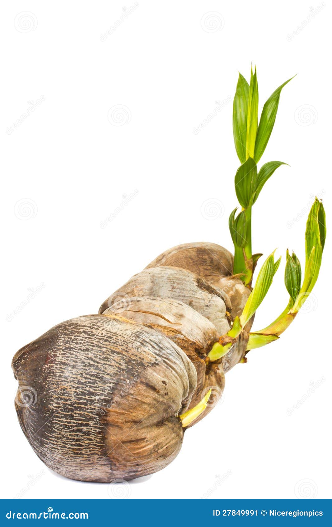 Coconut palm seedlings. stock image. Image of forest - 27849991