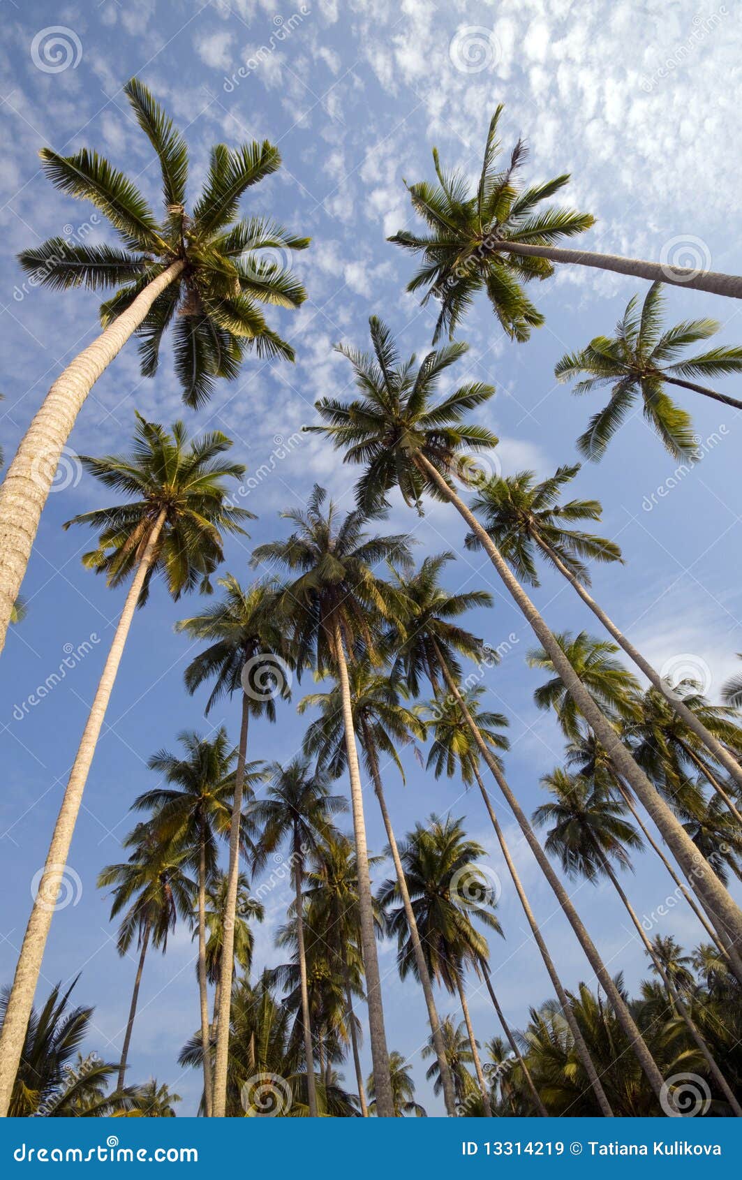 Coconut palm tree stock image. Image of nature, close - 13314219