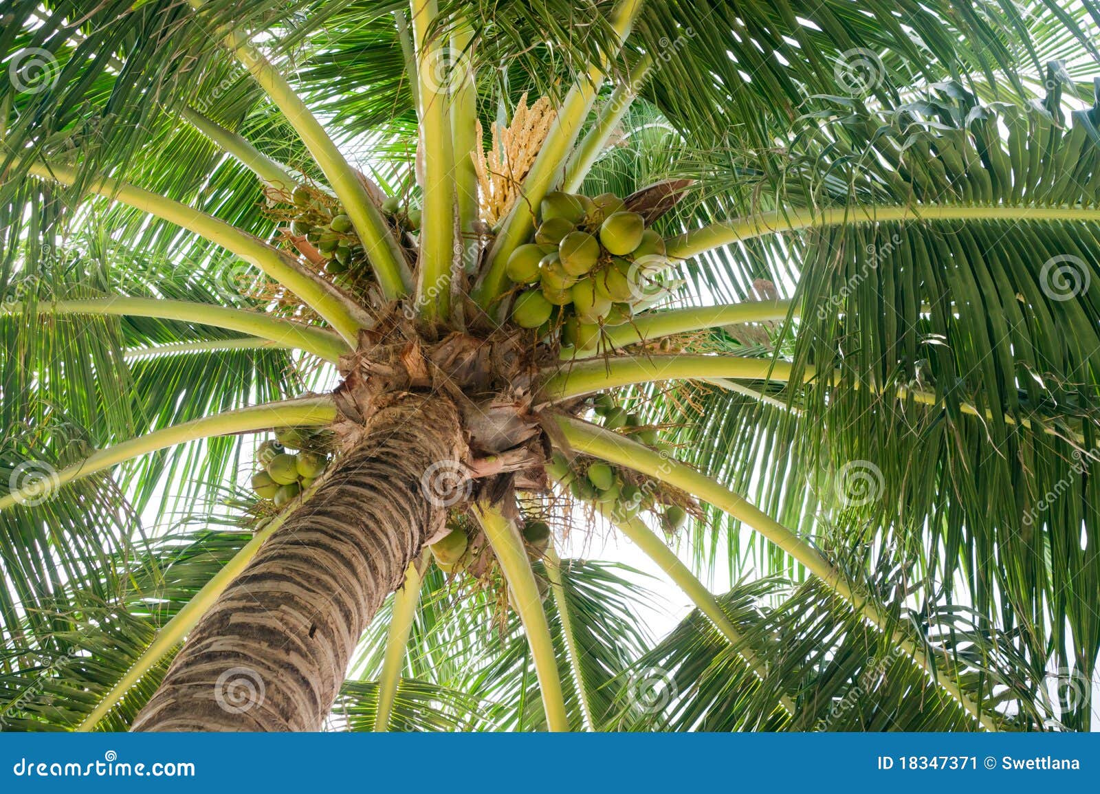 Coconut palm tree stock image. Image of paradise, tropical - 18347371