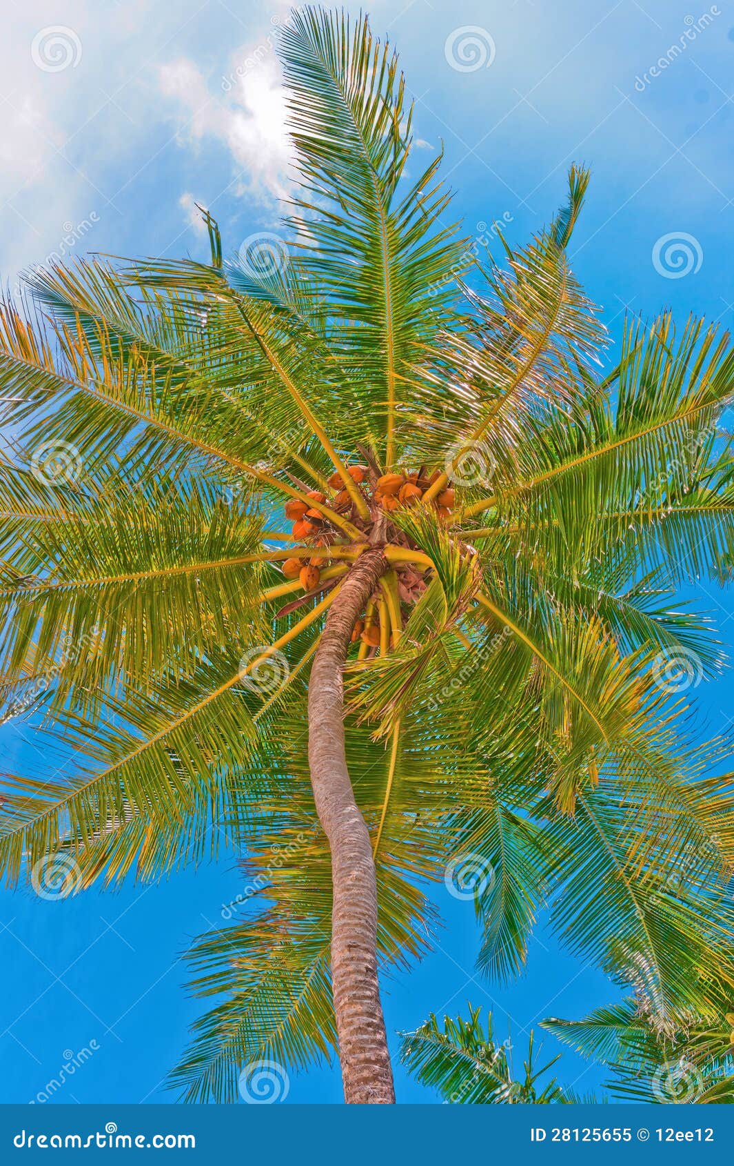 Coconut Palm Tree stock image. Image of stem, south, natural - 28125655