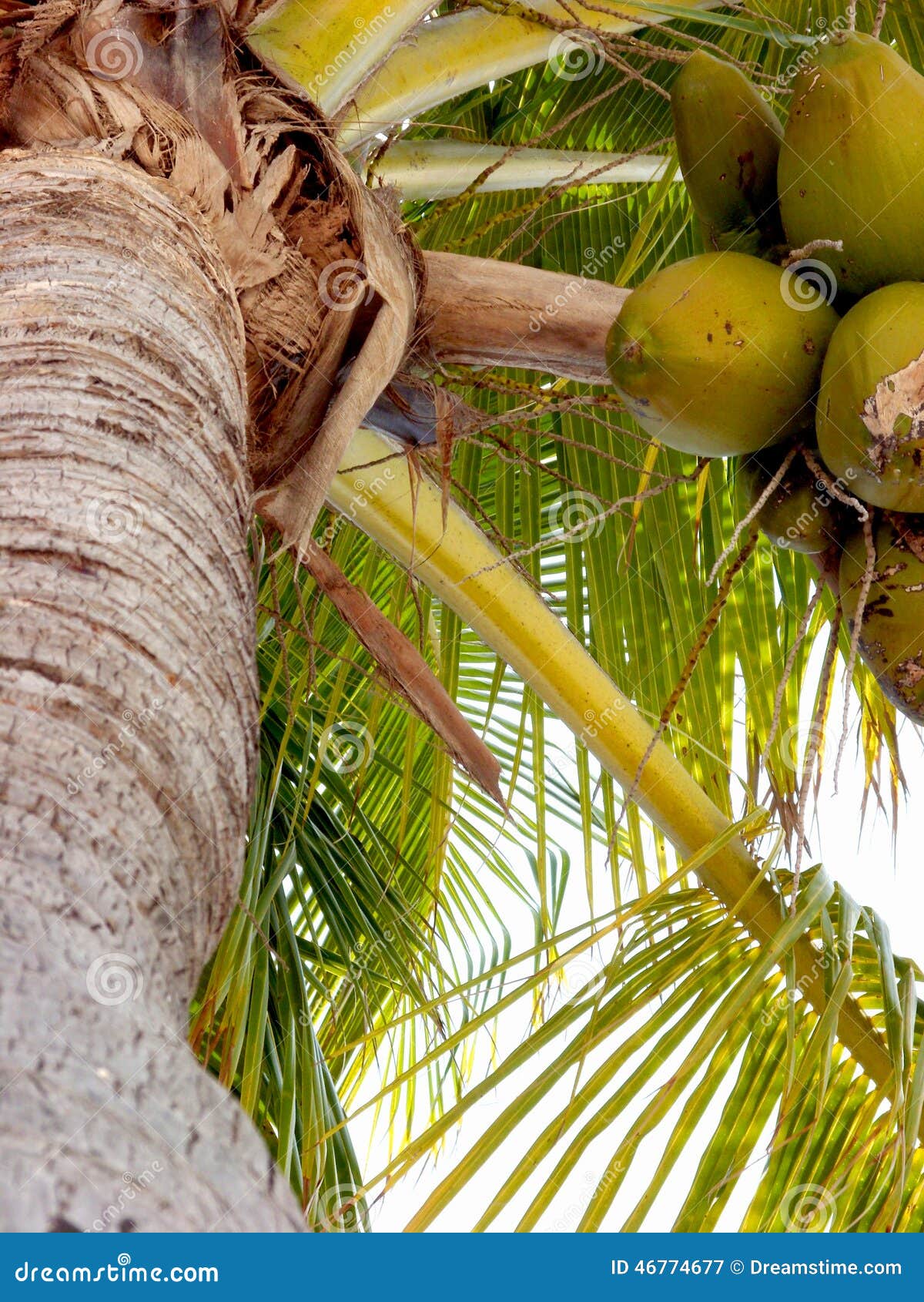 483 Fat Palm Tree Stock Photos - Free & Royalty-Free Stock Photos from ...