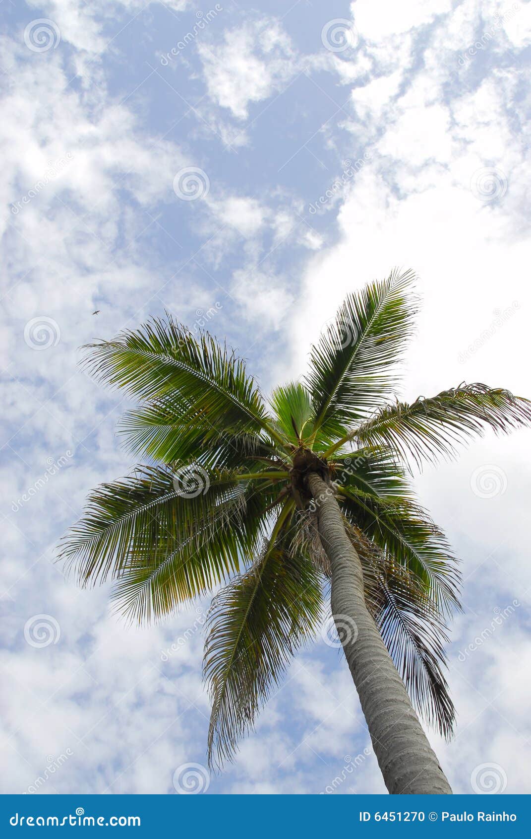Coconut palm tree stock photo. Image of stem, high, tree - 6451270