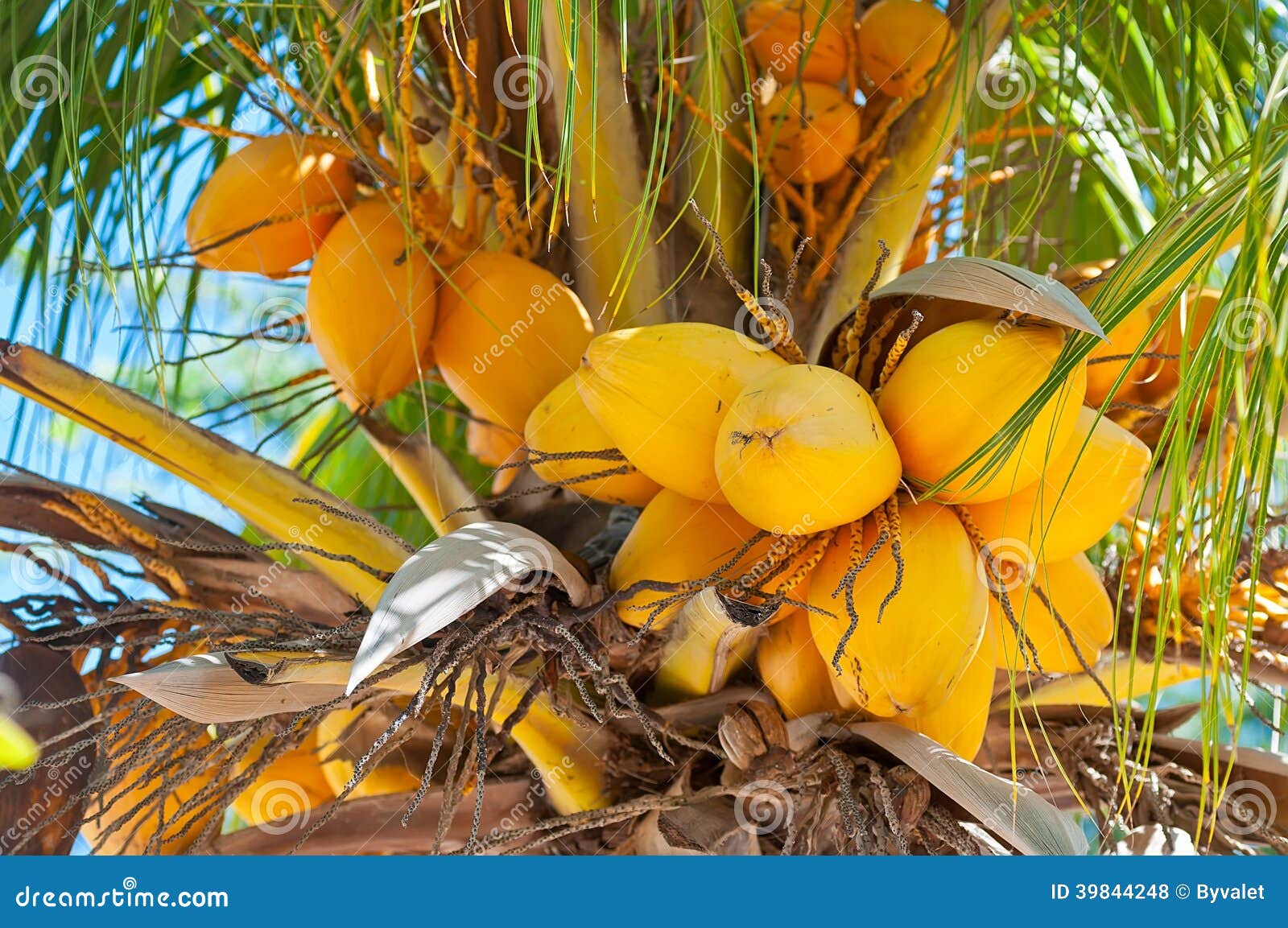 Coconut Palm stock photo. Image of cake, freshness, abundance - 39844248