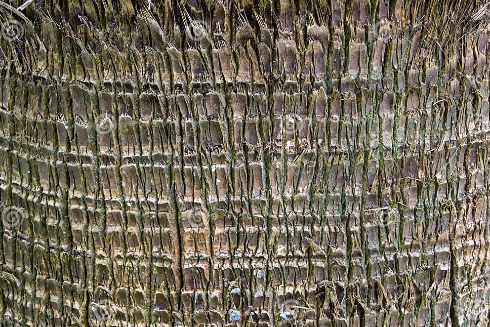 Coconut Palm Tree Bark Texture Background. Close Up of Palm Tree Bark ...