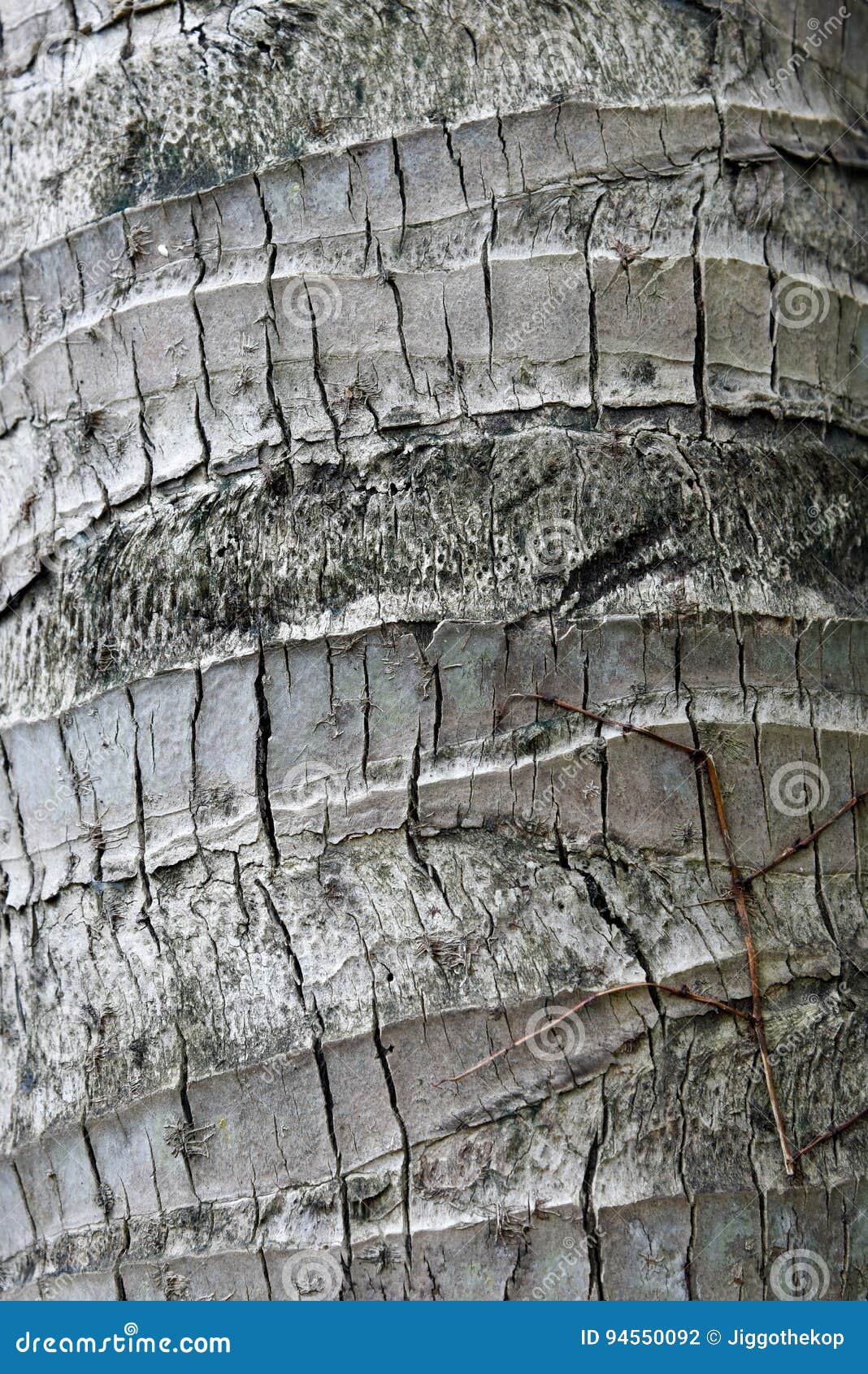 Coconut Palm Tree Bark Texture Stock Photo - Image of backdrop, detail ...
