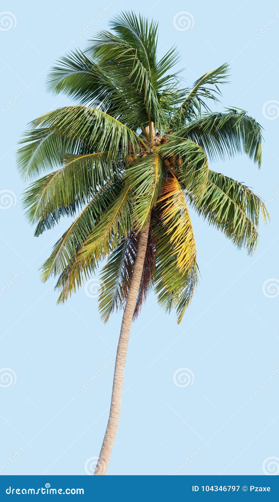 Coconut Palm Tree on Blue Background Stock Image - Image of bark ...