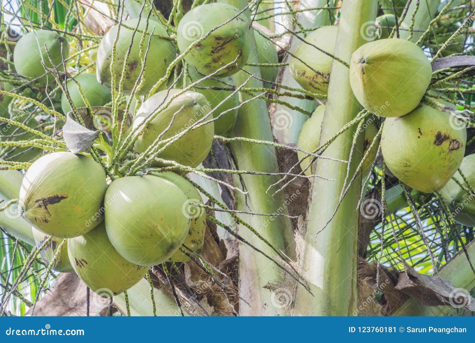 Coconut palm tree. stock image. Image of tree, tropical - 123760181