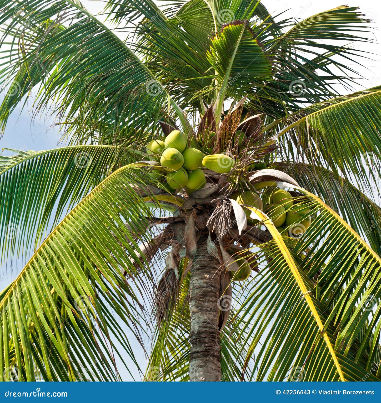 Coconut Palm Tree with Coconuts Stock Image - Image of brazilian ...