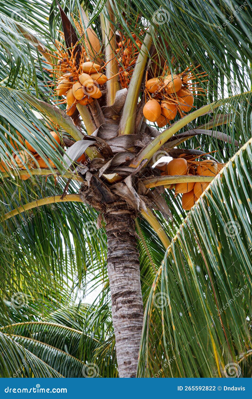 Coconut Palm Tree, Cocos Nucifera, with a Blue Sky Stock Photo - Image ...