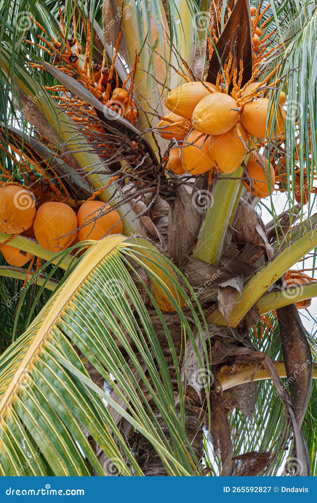 Coconut Palm Tree, Cocos Nucifera, with a Blue Sky Stock Image - Image ...