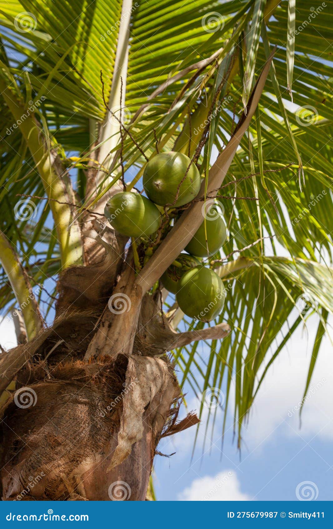 Coconut Palm Tree Cocos Nucifera in Southwest Florida Stock Image ...