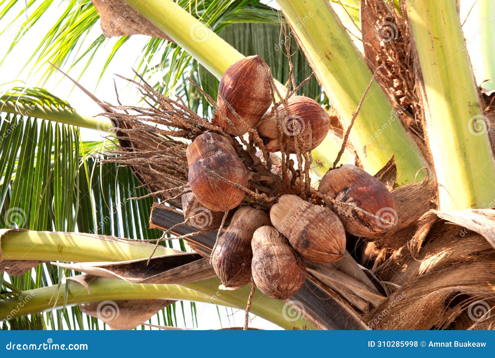 Coconut Palm Tree with Dried Coconuts Stock Photo - Image of tropic ...
