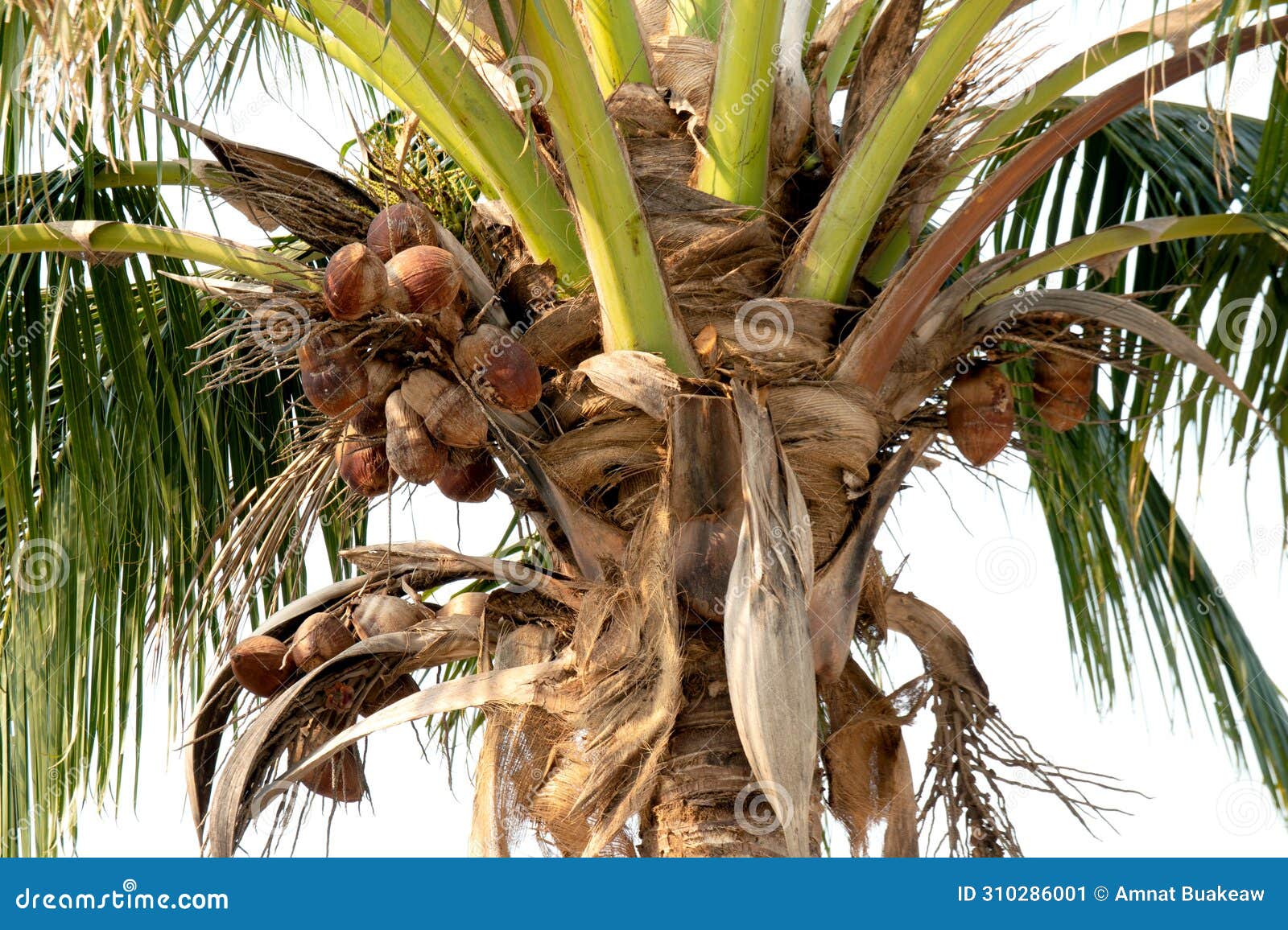 Coconut Palm Tree with Dried Coconuts Stock Image - Image of vacation ...