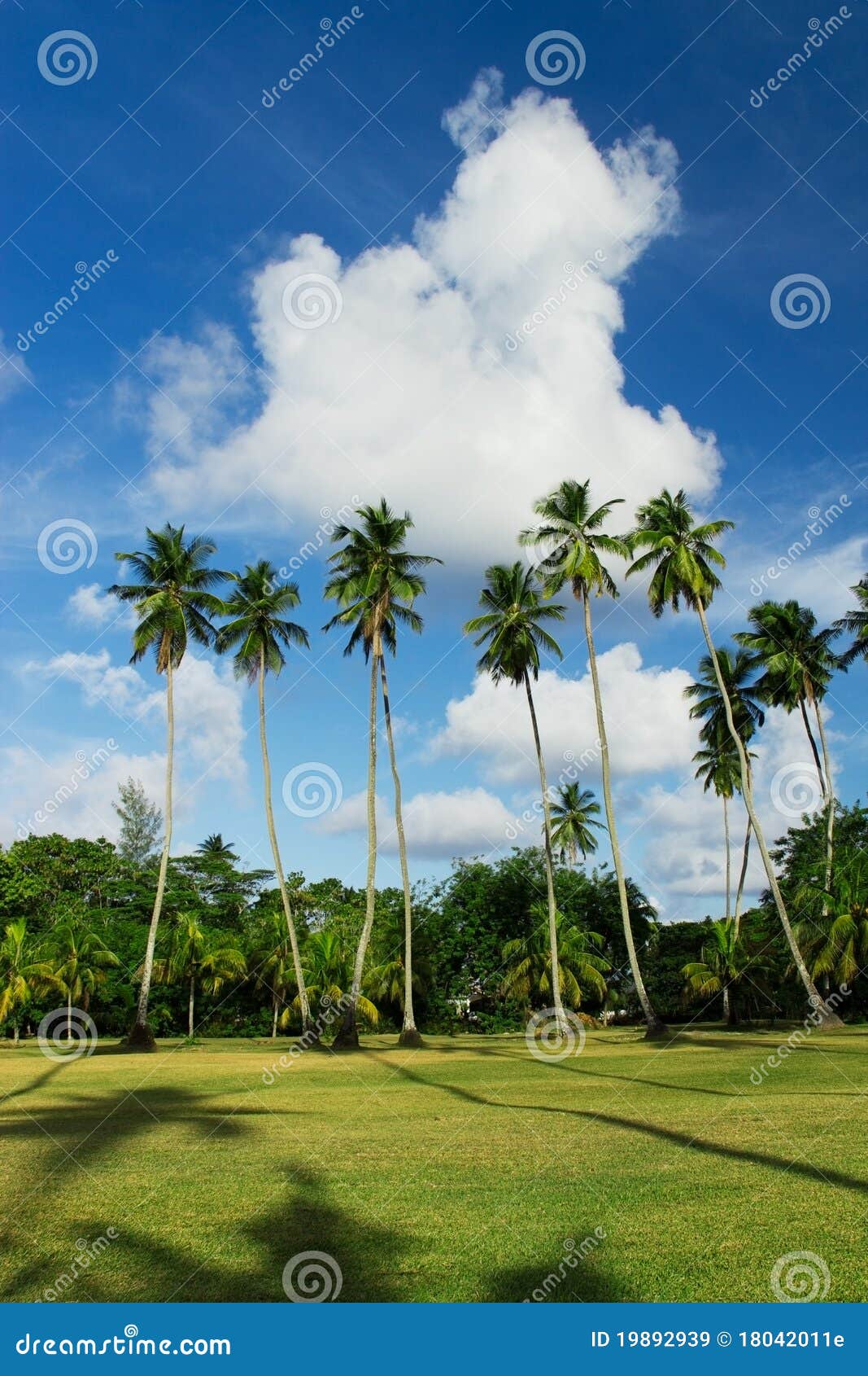 Coconut Palm Tree field stock image. Image of summer - 19892939
