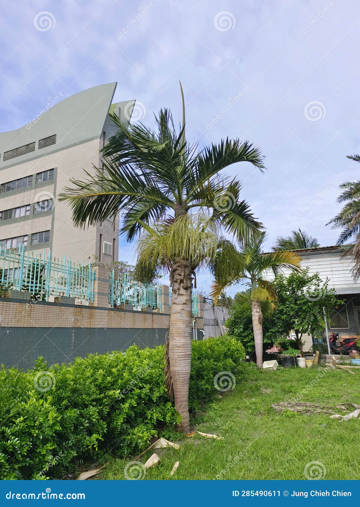 Coconut Palm Tree in Front of a Building Stock Image - Image of estate ...