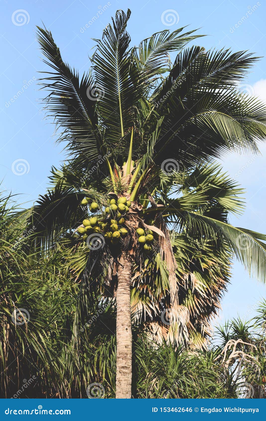 Coconut Palm Tree and Coconut Fruit in the Tropical Garden Stock Photo ...