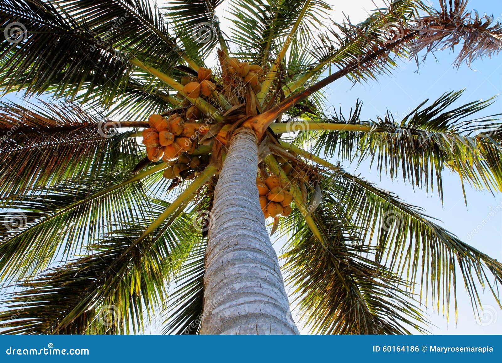 Coconut Palm Tree with Fruits Stock Photo - Image of fruits, food: 60164186