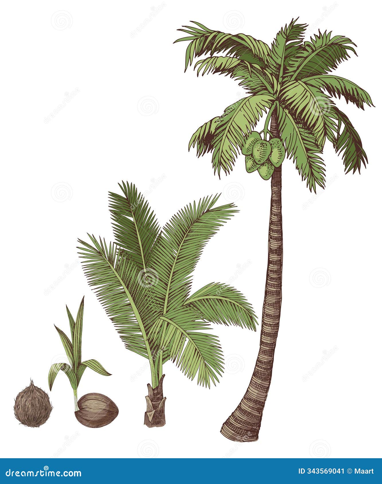 Coconut Palm Tree Growth Cycle Stock Vector - Illustration of white ...
