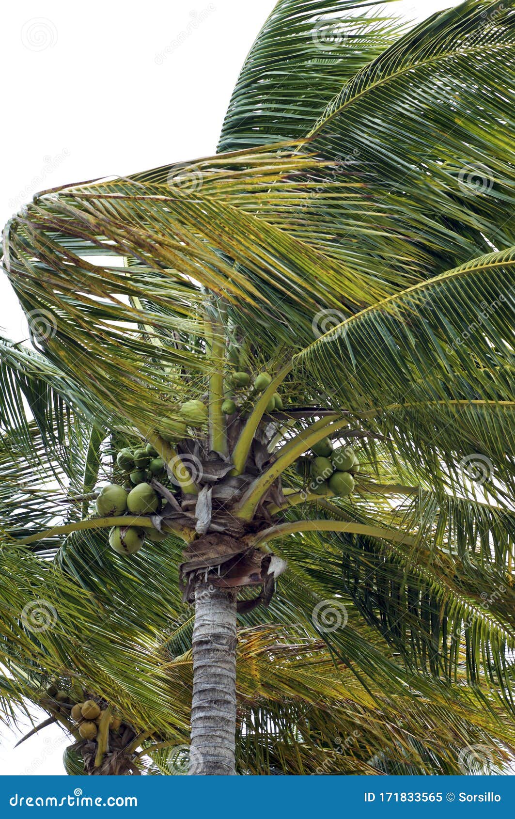 Coconut Palm Tree in High Wind Stock Image - Image of weather, windy ...
