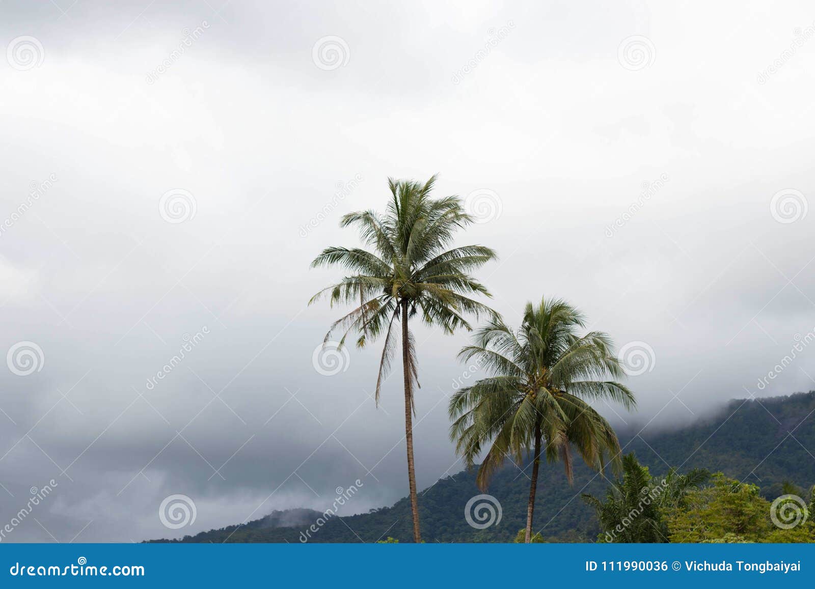 Coconut Palm Tree on the Island with Mist after Rain Fall in Nat Stock ...