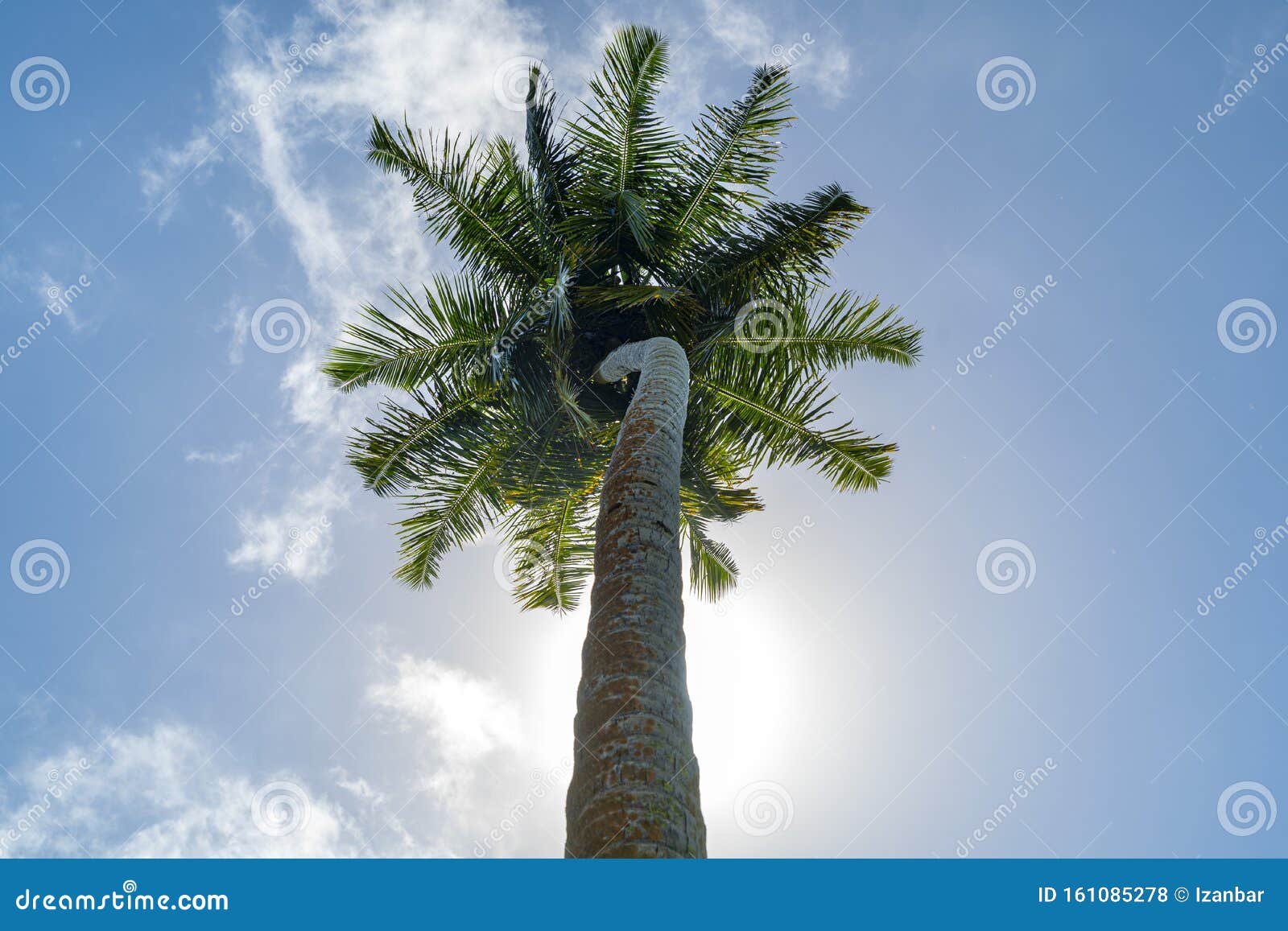 Coconut Palm Tree Isolated on Sky Stock Photo - Image of outdoor, frond ... Coconut Palm Tree Isolated on Sky Stock Photo - Image of outdoor, frond ...