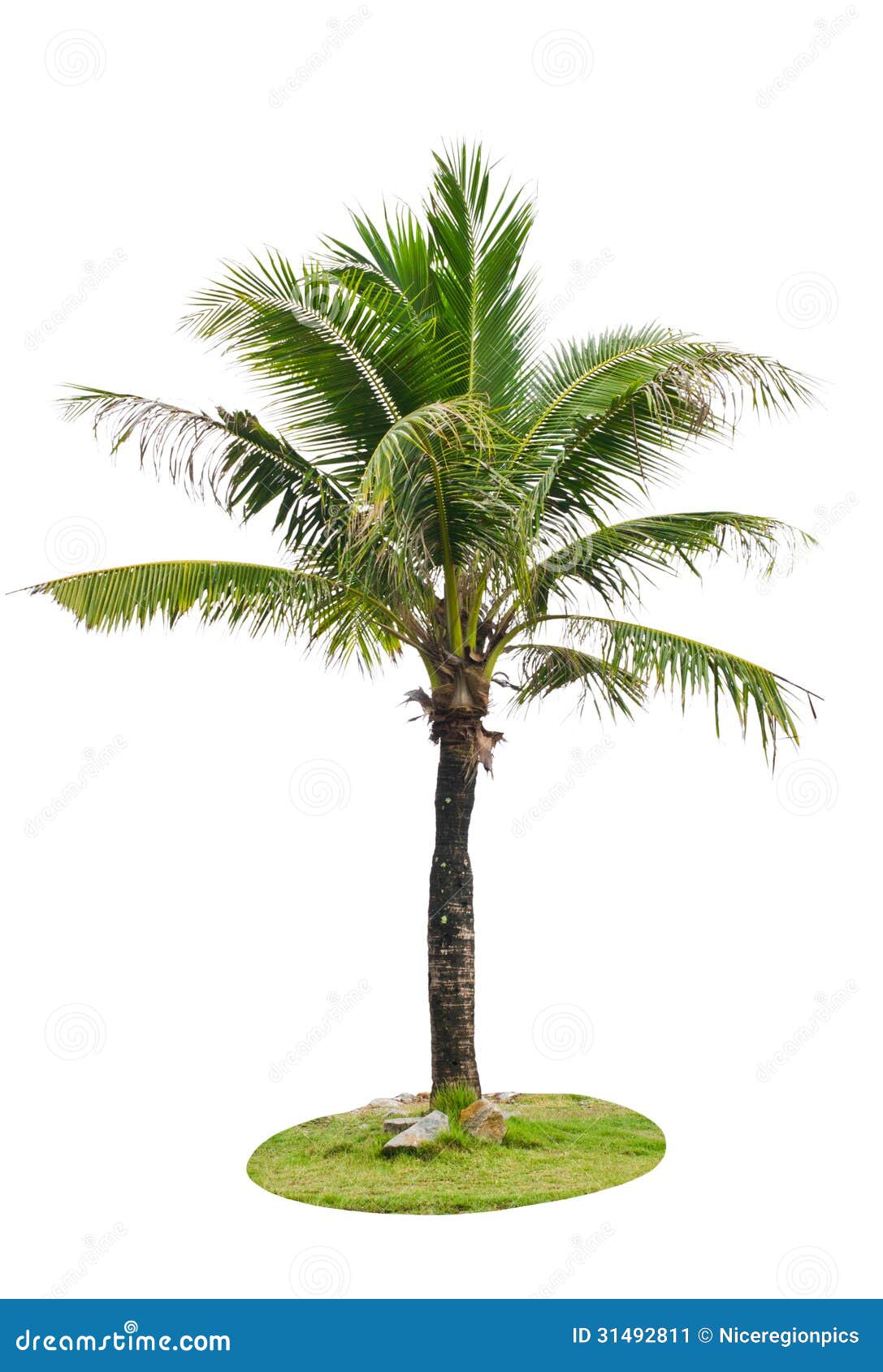 Coconut palm tree. stock image. Image of detail, country - 31492811