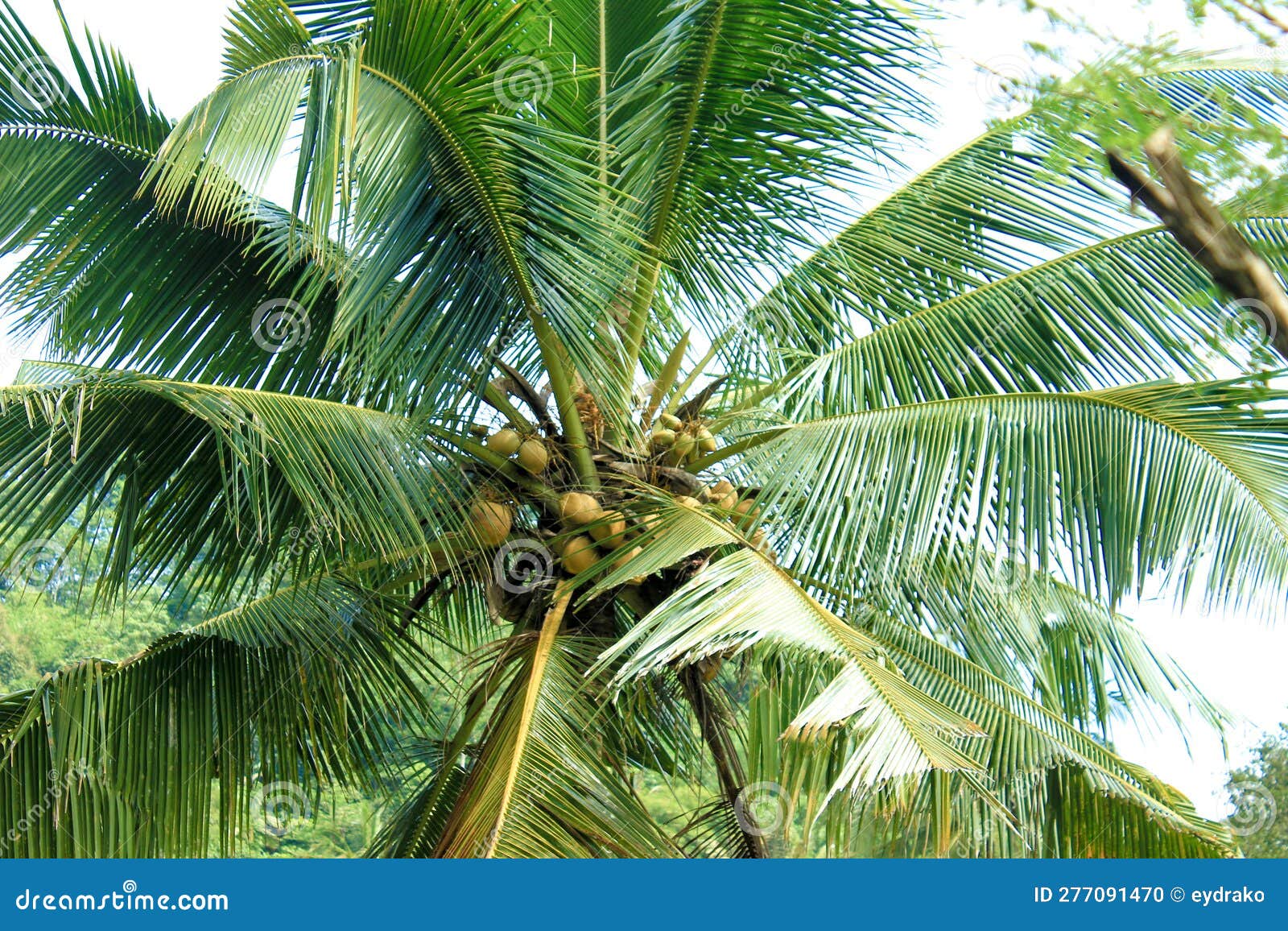 Coconut Palm Tree and Its Fruit Stock Photo - Image of tropicaltree ...