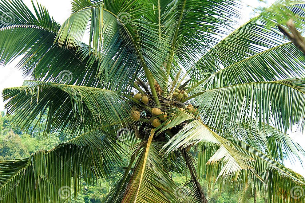 Coconut Palm Tree and Its Fruit Stock Photo - Image of tropicalclimate ...