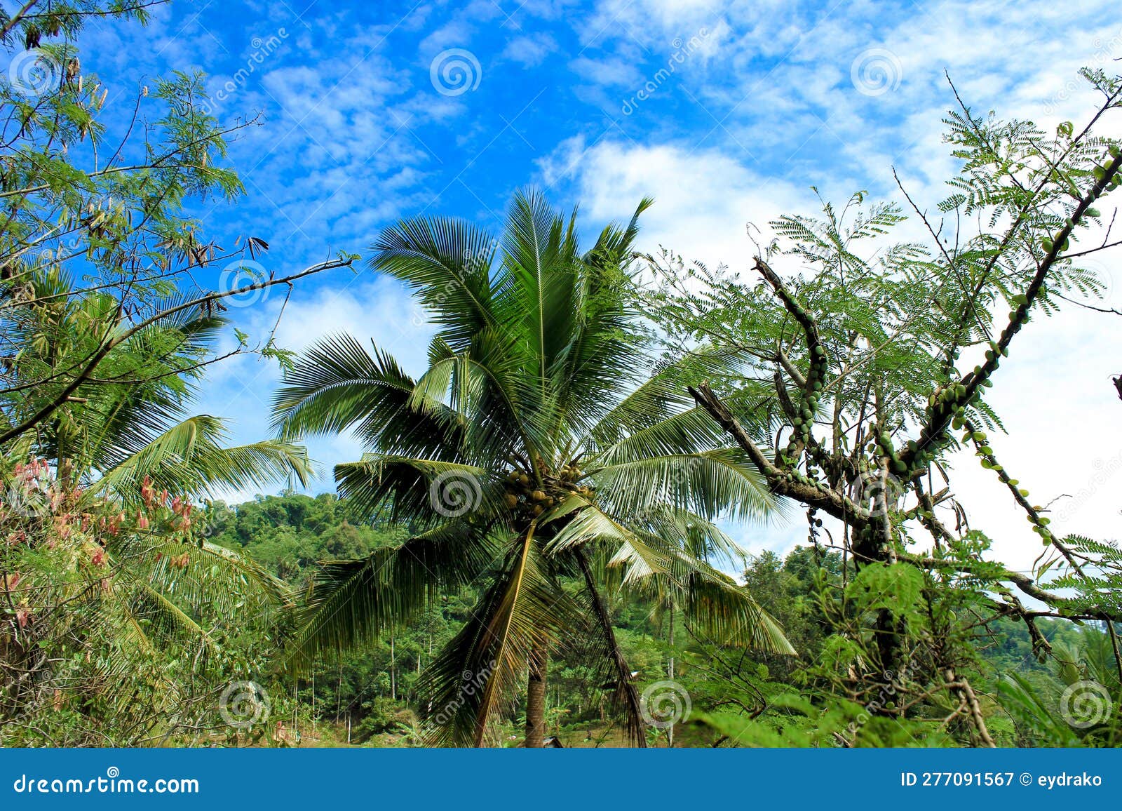 Coconut Palm Tree and Its Fruit Stock Image - Image of leaf ...