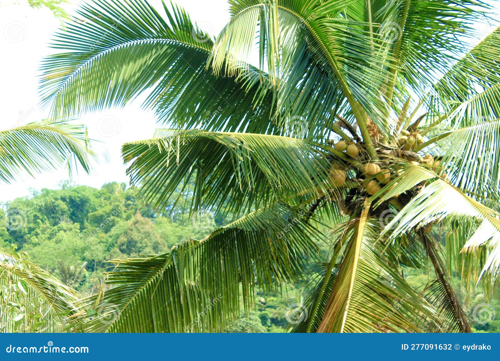 Coconut Palm Tree and Its Fruit Stock Photo - Image of growth, leaf ...