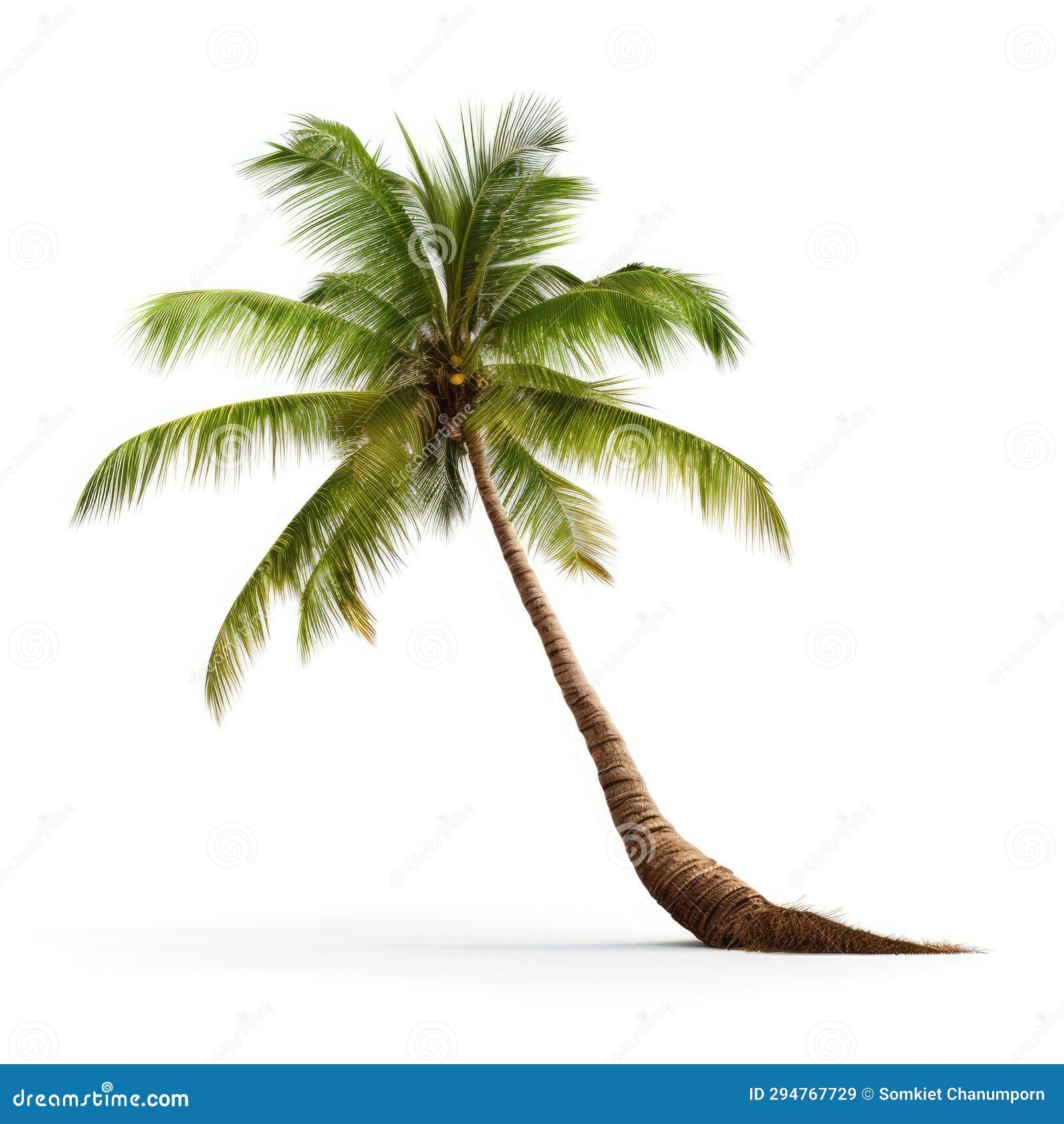 Coconut Palm,Coconut Tree Lay Down, Its Roots Crooked,isolated White ...
