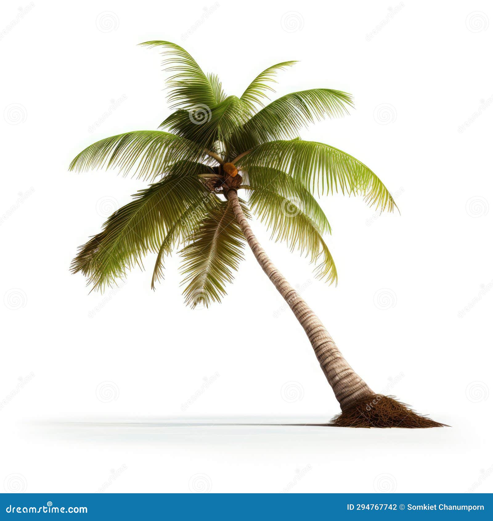 Coconut Palm,Coconut Tree Lay Down, Its Roots Crooked,isolated White ...