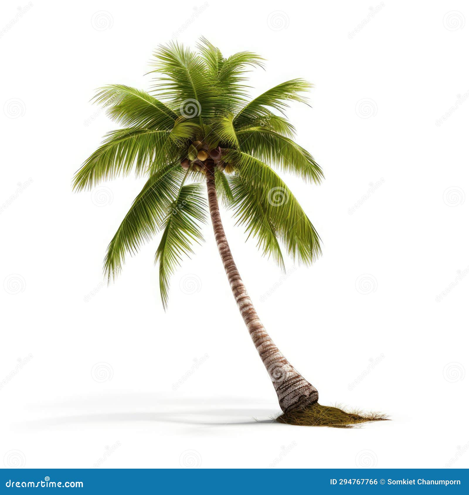 Coconut Palm,Coconut Tree Lay Down, Its Roots Crooked,isolated White ...