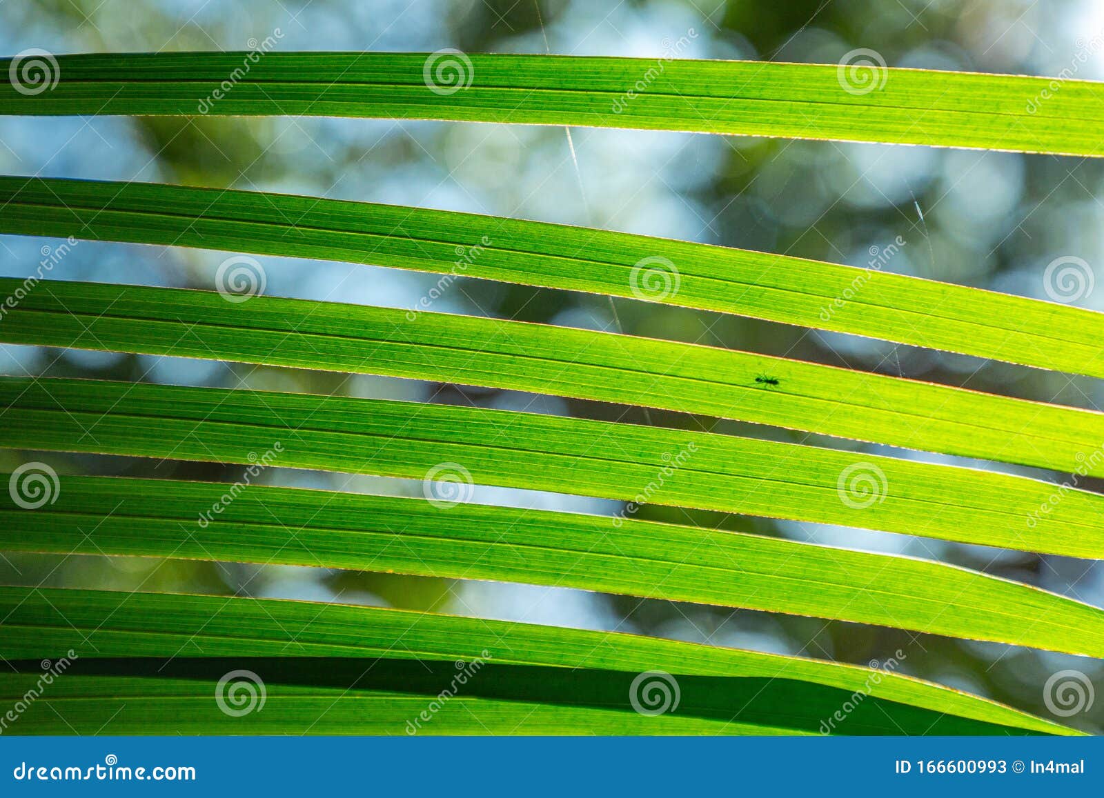 Coconut palm tree leaf stock image. Image of sunlight - 166600993