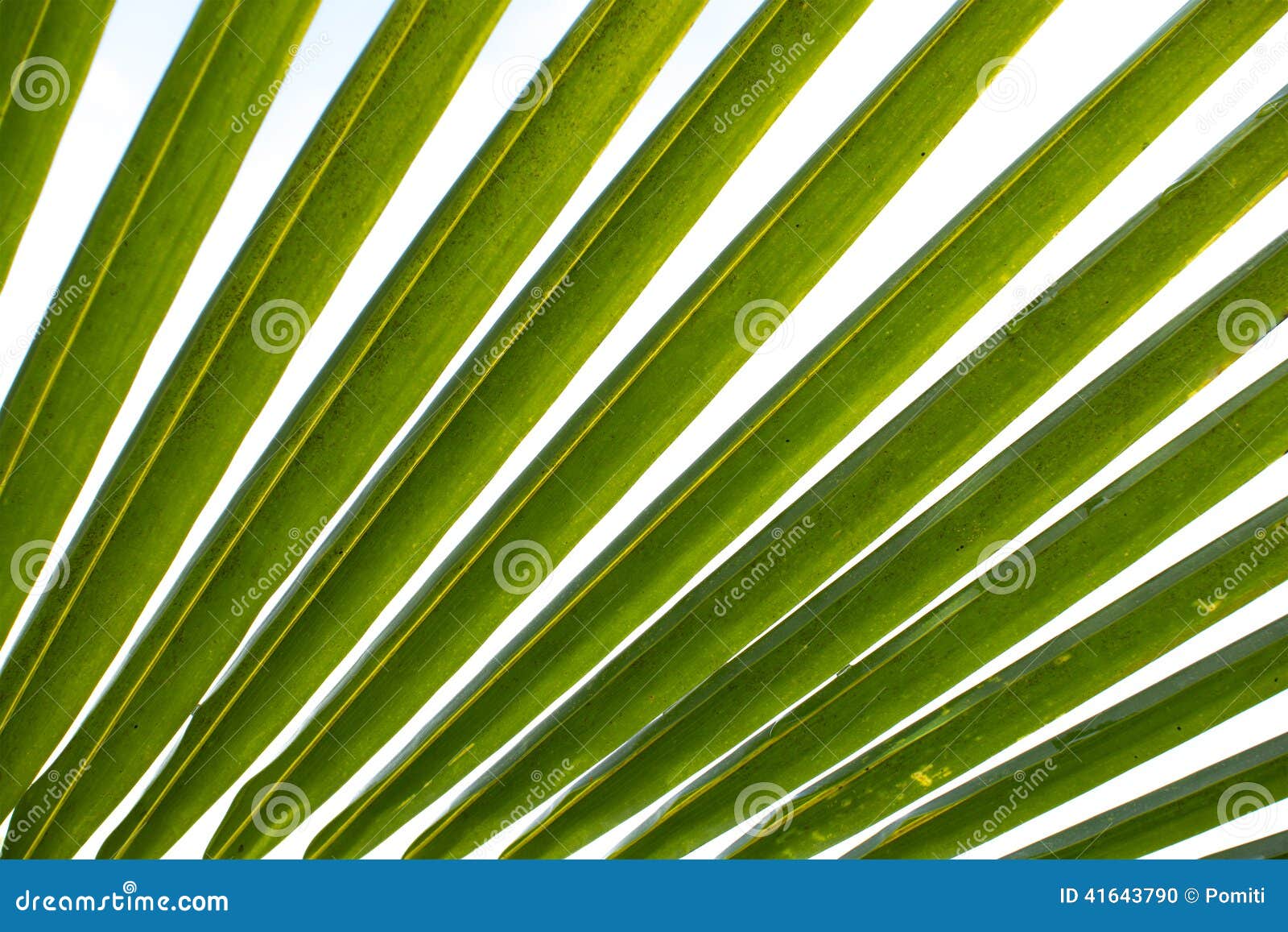 Coconut palm tree leaf stock photo. Image of rain, palm - 41643790