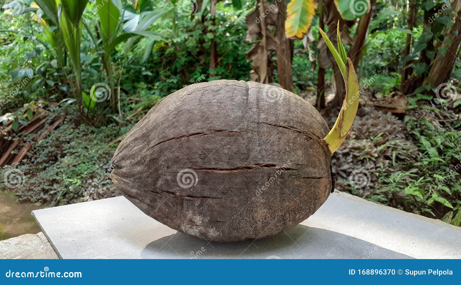 Coconut Palm Tree Nut Germinating Stock Photo - Image of growth ...