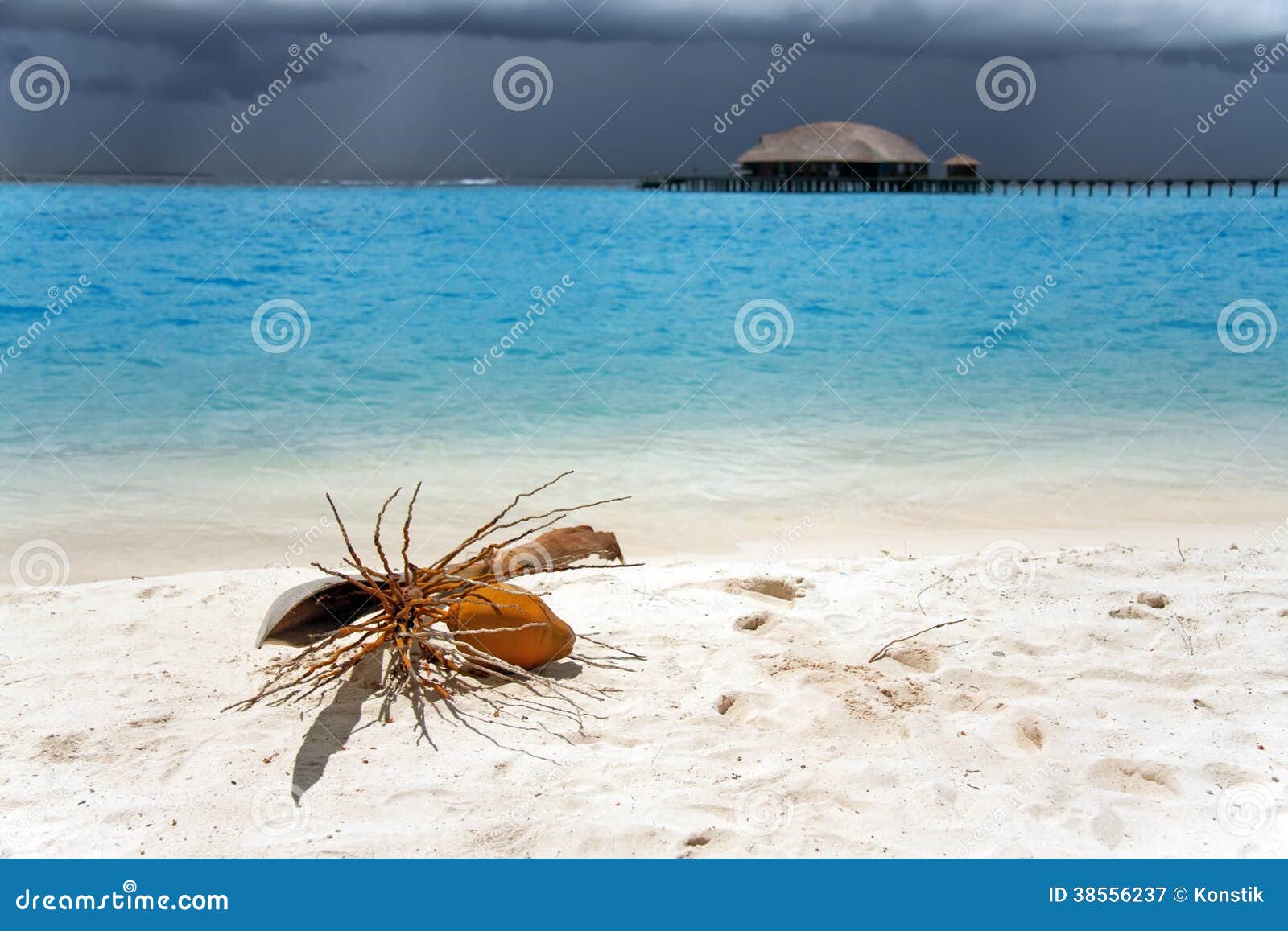 Coconut Palm Tree with a Nut Lies on Sand by Sea Stock Image - Image of ...