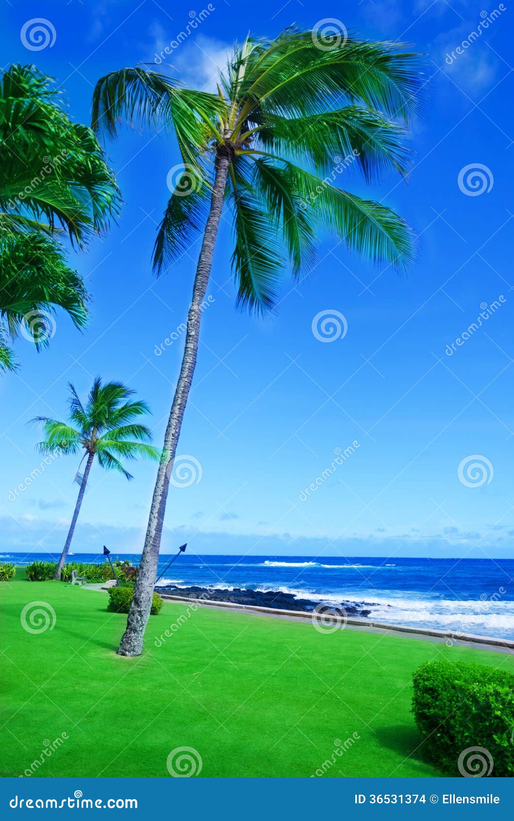 Coconut Palm Tree by the Ocean in Hawaii, Kauai Stock Photo - Image of ...