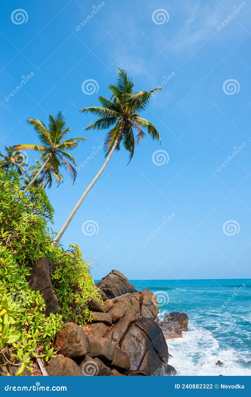 Palm Tree Over the Ocean on Tropical Coast Stock Photo - Image of beach ...