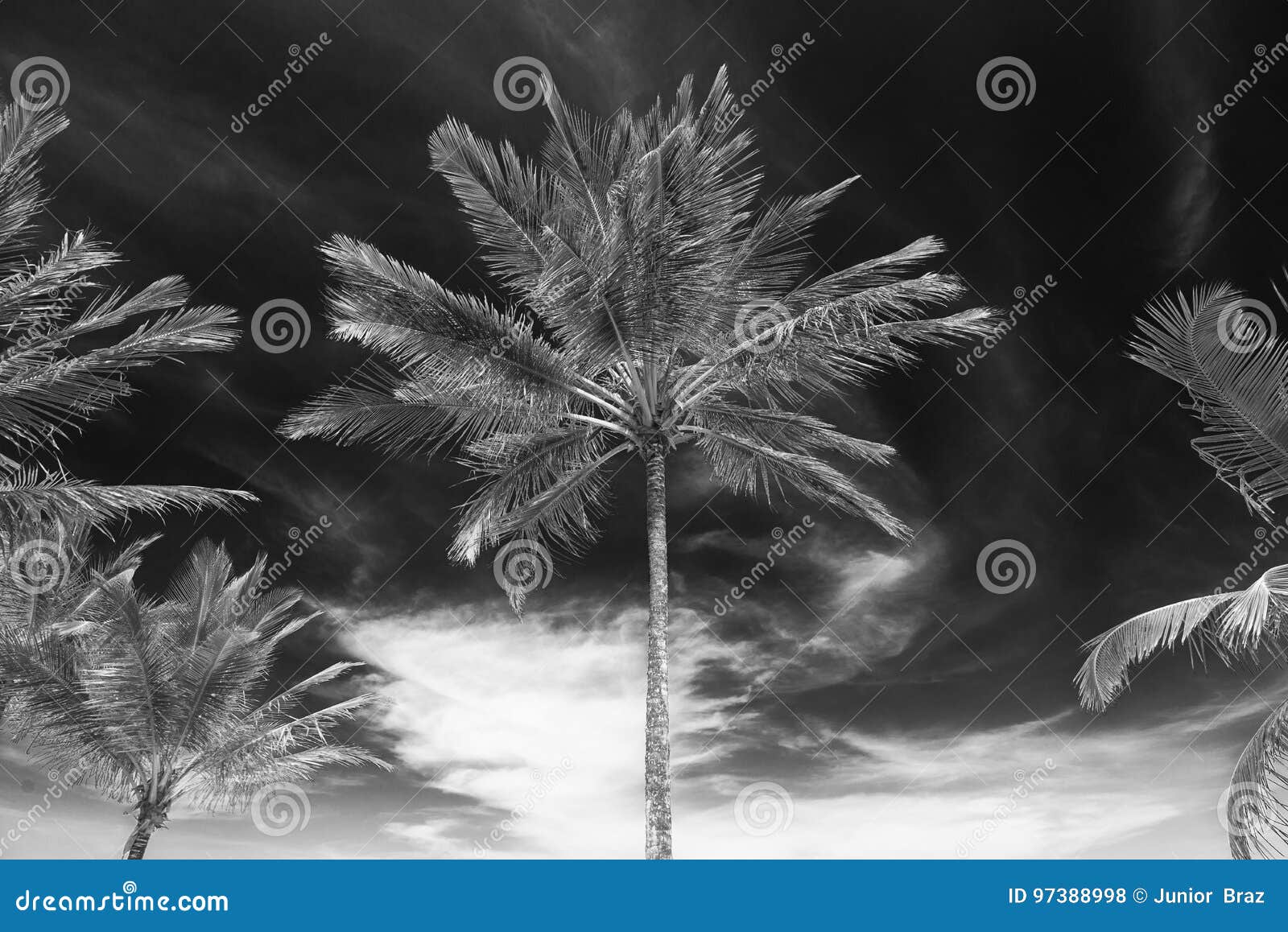 Coconut Palm Tree Perspective View from Bottom Floor Stock Photo ...