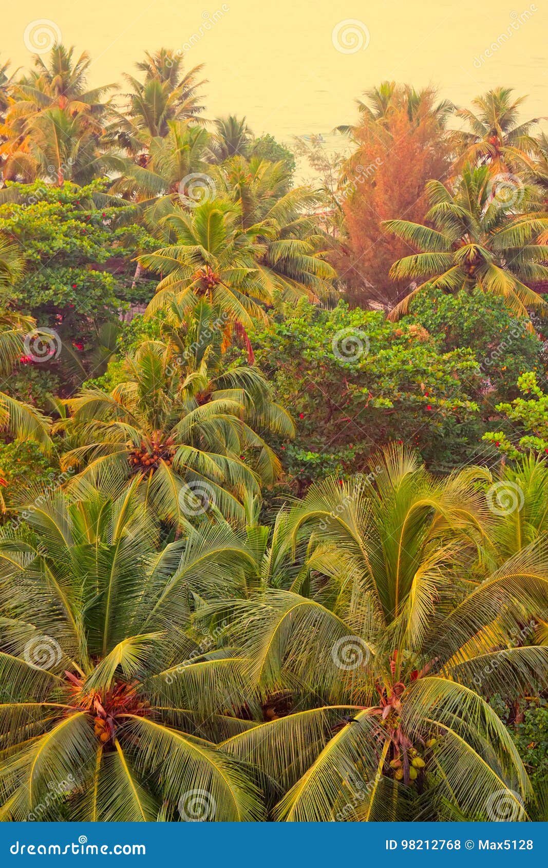 Coconut Palm Tree with Ripe Nuts. Kerala Stock Photo - Image of stem ...