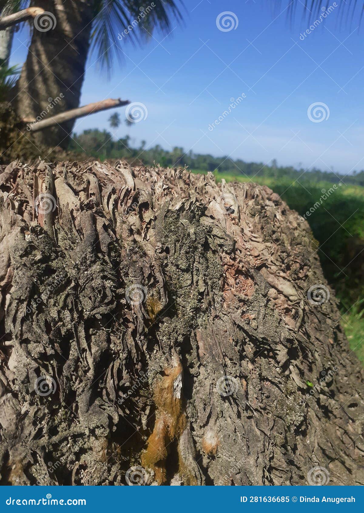 Coconut or palm tree root stock image. Image of field - 281636685