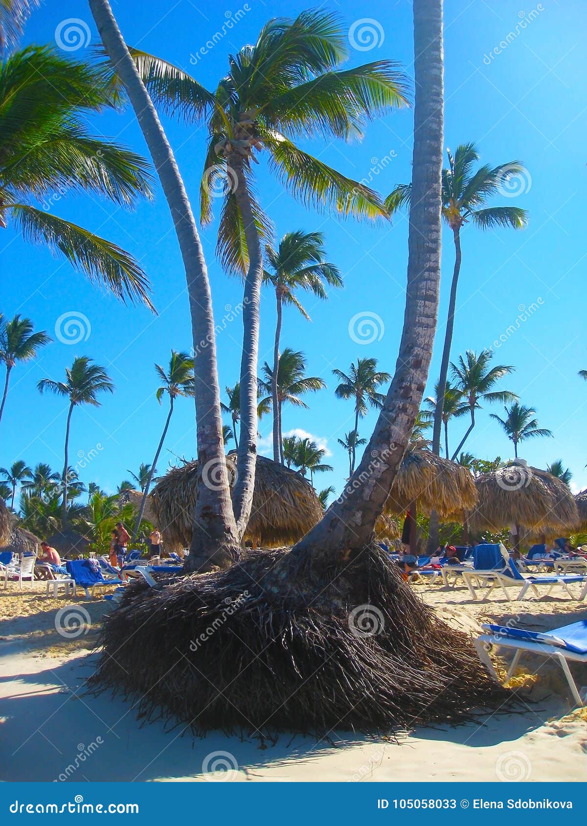 Coconut or Palm Tree, Root at Beautiful Beach. Stock Image - Image of ...
